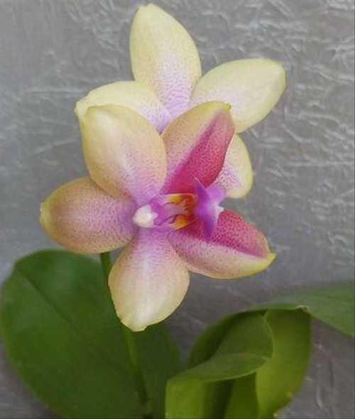 Орхидея фаленопсис Лиодоро