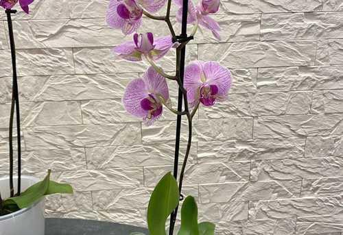Орхидея Cosmopolitan, Декабрист, Спатифиллум