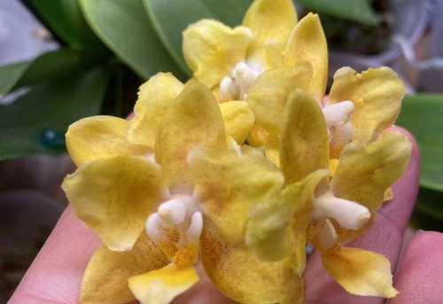 Орхидея Younghome Golden Pixie