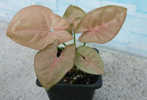 Сингониум розовый Om Chompu Round leaf