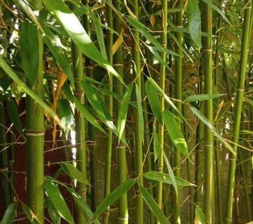 Саженцы бамбука