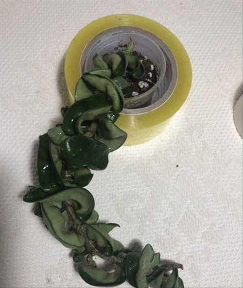 Хойя компакта