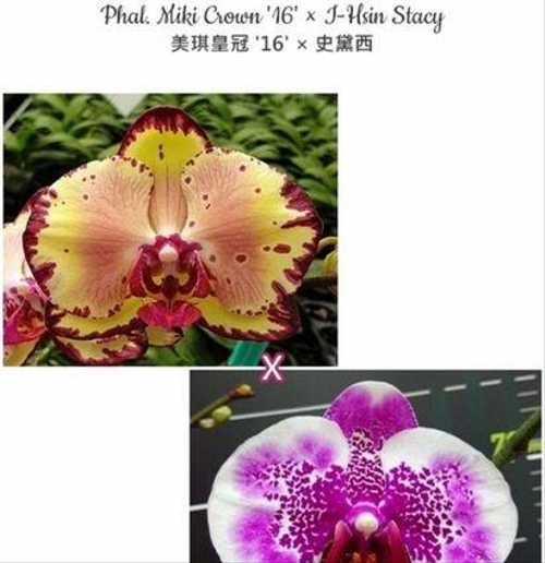 Орхидея фаленопсис бабочка, пелорики, трилипс