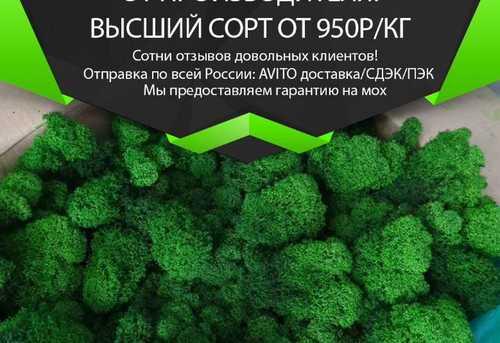 Стабилизированный мох для интерьера и панно ECO