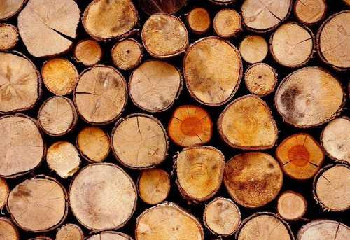 Лес, древесина, пиломатериал - егаис