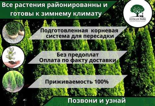 Шикарные Туи 190 см Оптом без Посредников