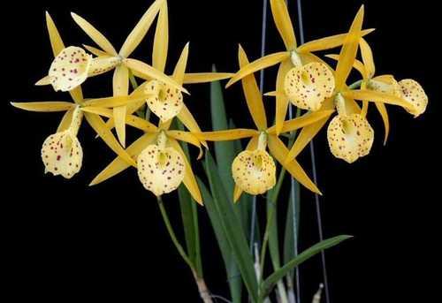 Орхидея каттлея Bc Yellow Bird