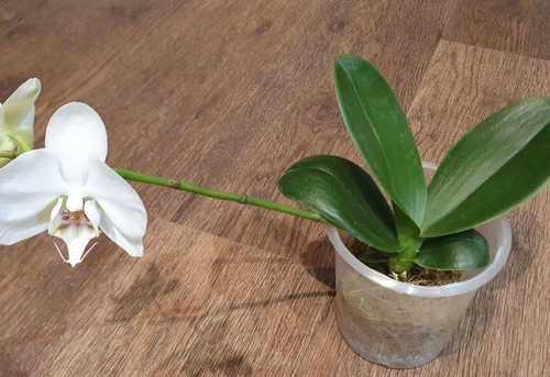 Орхидея фаленопсис подросток 2.5