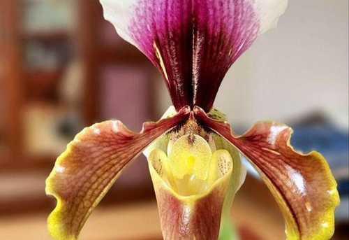 Орхидея пафиопедилум венерин башмачок