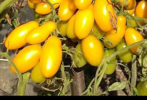 Семена ампельных сортов томатов