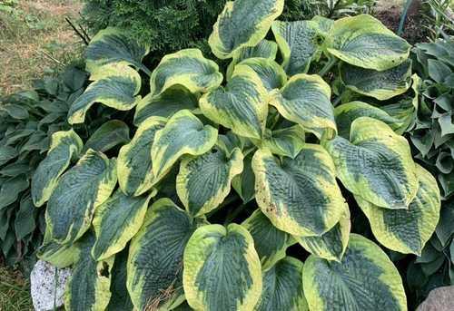 Хоста Франсес Вильямс(Hosta Frances Williams)