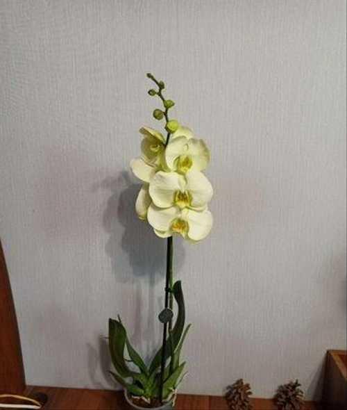 Орхидея фаленопсис крупноцветковый