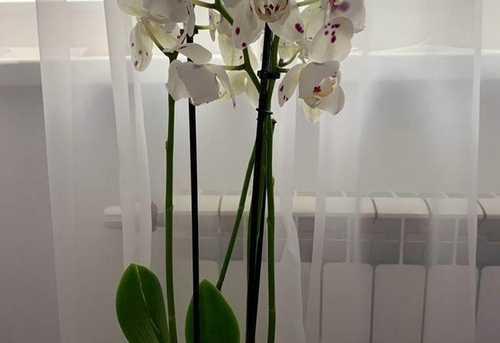 Орхидея фаленопсис пелор "Маракеш" (Marrakesh) 4цв