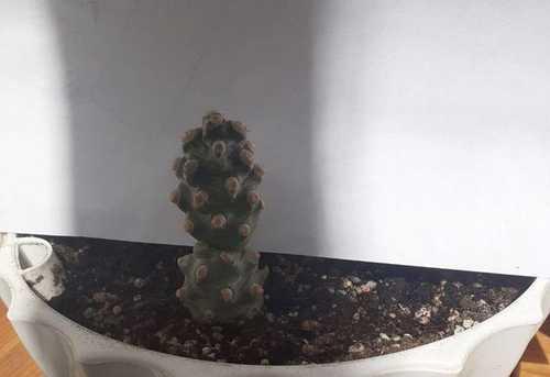 Тефрокактус Молинензис (Tephrocactus Molinensis)