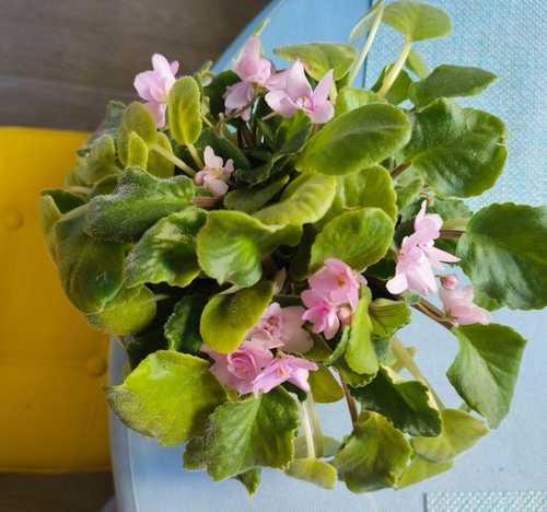 Фиалка розовая,листочки с корнями