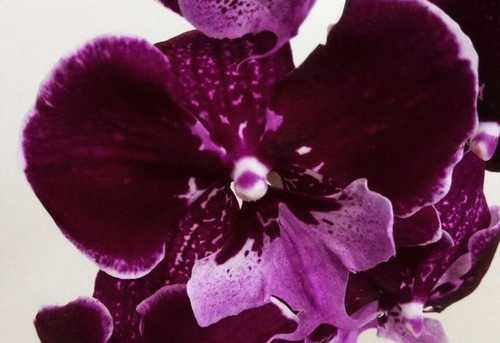 Орхидея биг лип а-ля Абба, темный