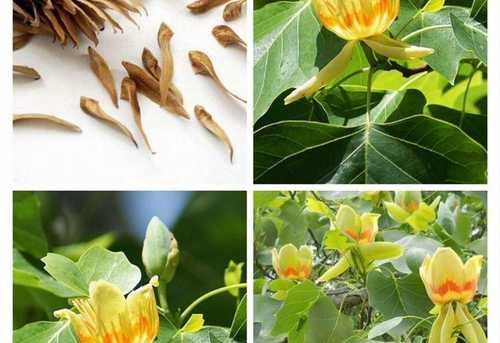 Малиналириодендрона(Тюльпанное дерево)