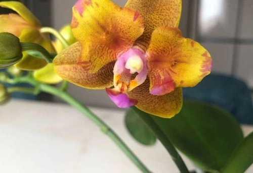 Орхидея фаленопсис бабочка орхидея lioulin orange