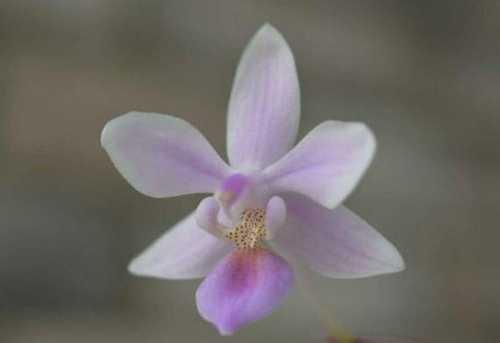 Орхидея Phal. Venus (equestris lindenii)