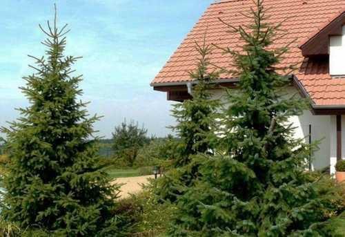 Ель сербская (Picea omorika)