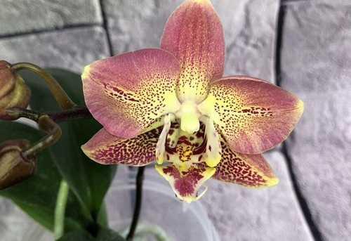 Орхидея фаленопсис Leco Fantastic цветёт