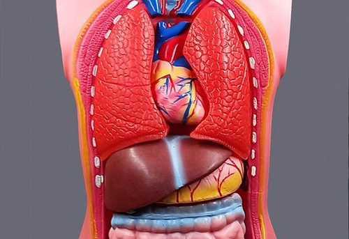Торс человека 65 см (учебная модель) - Новая
