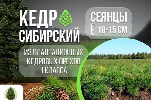 Сеянцы кедра от производителя