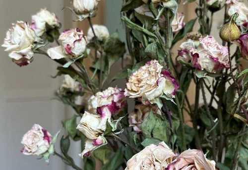 Букет роз высушенный 9 шт кустовая роза