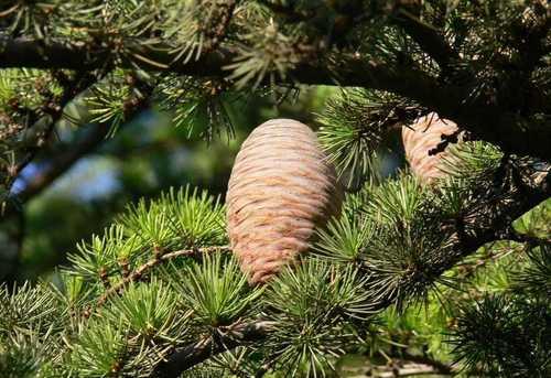 Кедр Ливанский семена