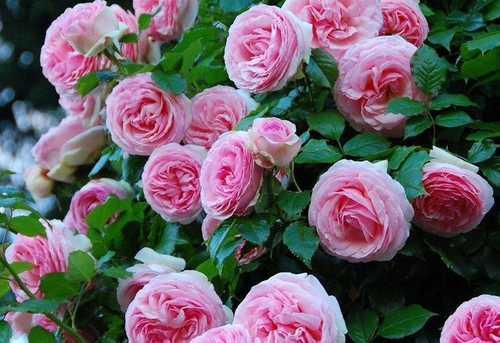 Саженцы цветов - роза Пьер Де Ронсар