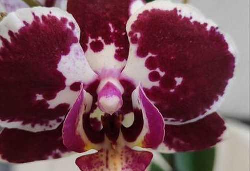 Орхидея фаленопсис цветёт