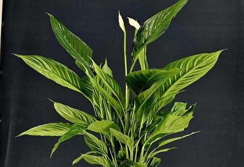 Растение Спатифиллум (Женское счастье) D-17