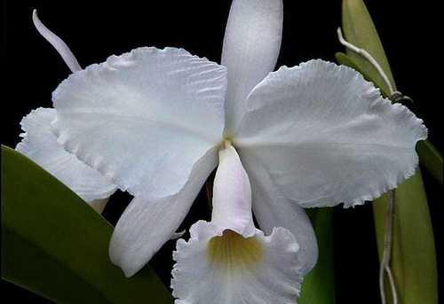 Орхидея каттлея trianae albescens