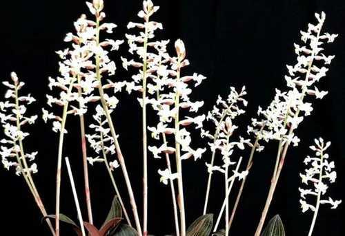Ароматная орхидея лудизия