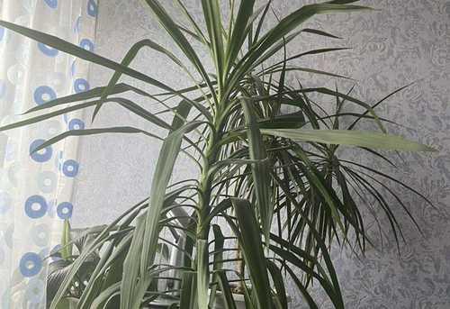Пальма юкка 2 метра