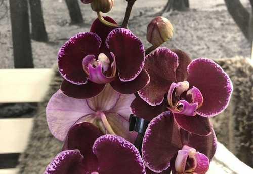 Орхидея фаленопсис Black Prince, Барселона и др