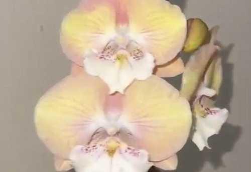 Орхидея фаленопсис Единорог