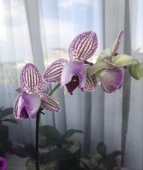 Орхидея фаленопсис Аркадия пелор
