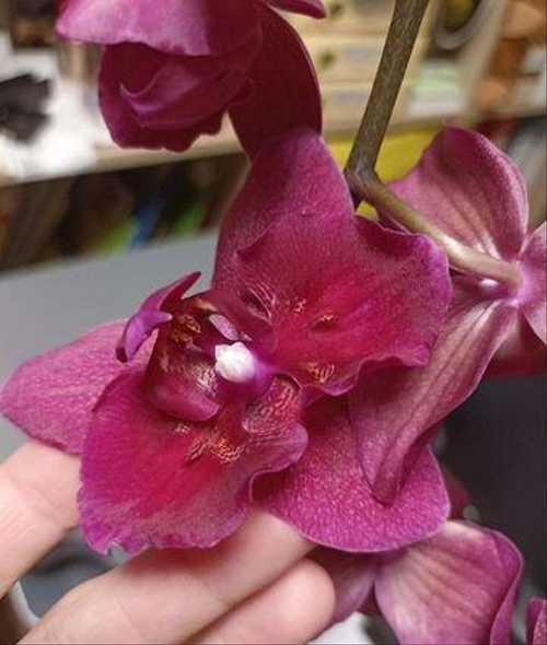 Орхидея фаленопсис бабочка, пелорик
