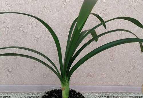 Кливия - комнатное растение