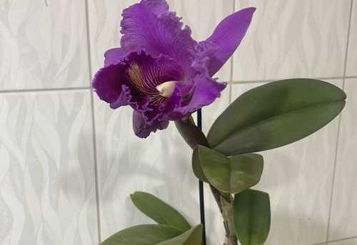 Орхидея Катлея