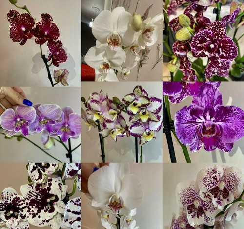 Фаленопсис шарлот, Алабастер, мария мар, сезам