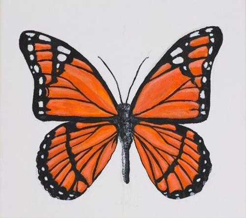 Картина Бабочка Оранжевая