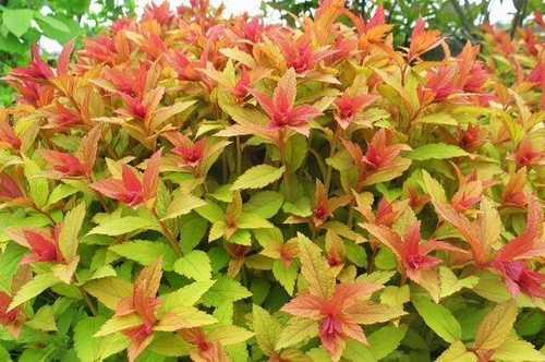 Саженцы спирея Голд Флейм