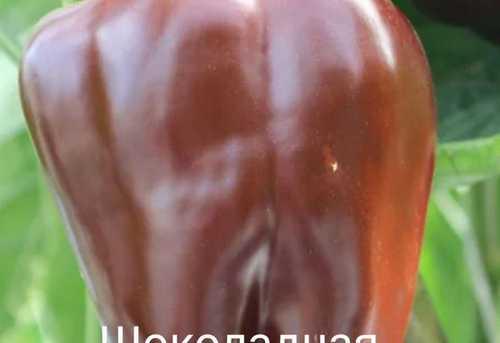 Семена сортового перца