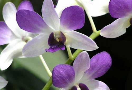 Орхидея Den.Areedang Blue