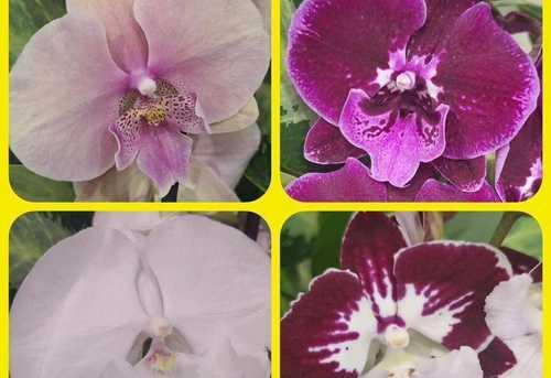 Сортовая орхидея фаленопсис Биг Лип