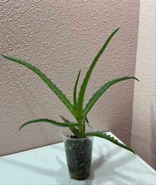 Aloe arboréscens /Алоэ древовидное/Столетник