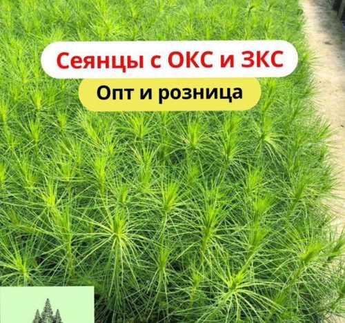 Сосна Обыкновенная Pinus sylvestris