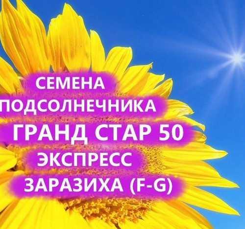 Семена подсолнечника грандстар 50 Гибрид,Челябинск
